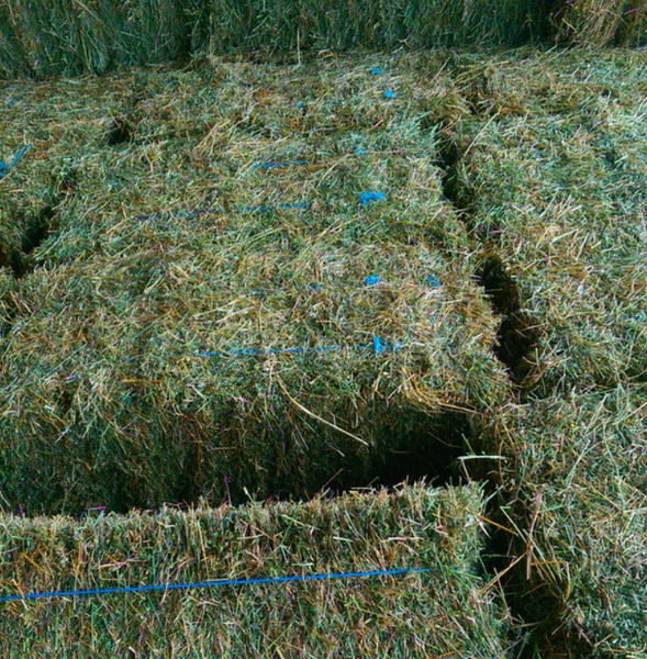 Lucerne Hay for your Rabbits well-being – Central Victoria Hay